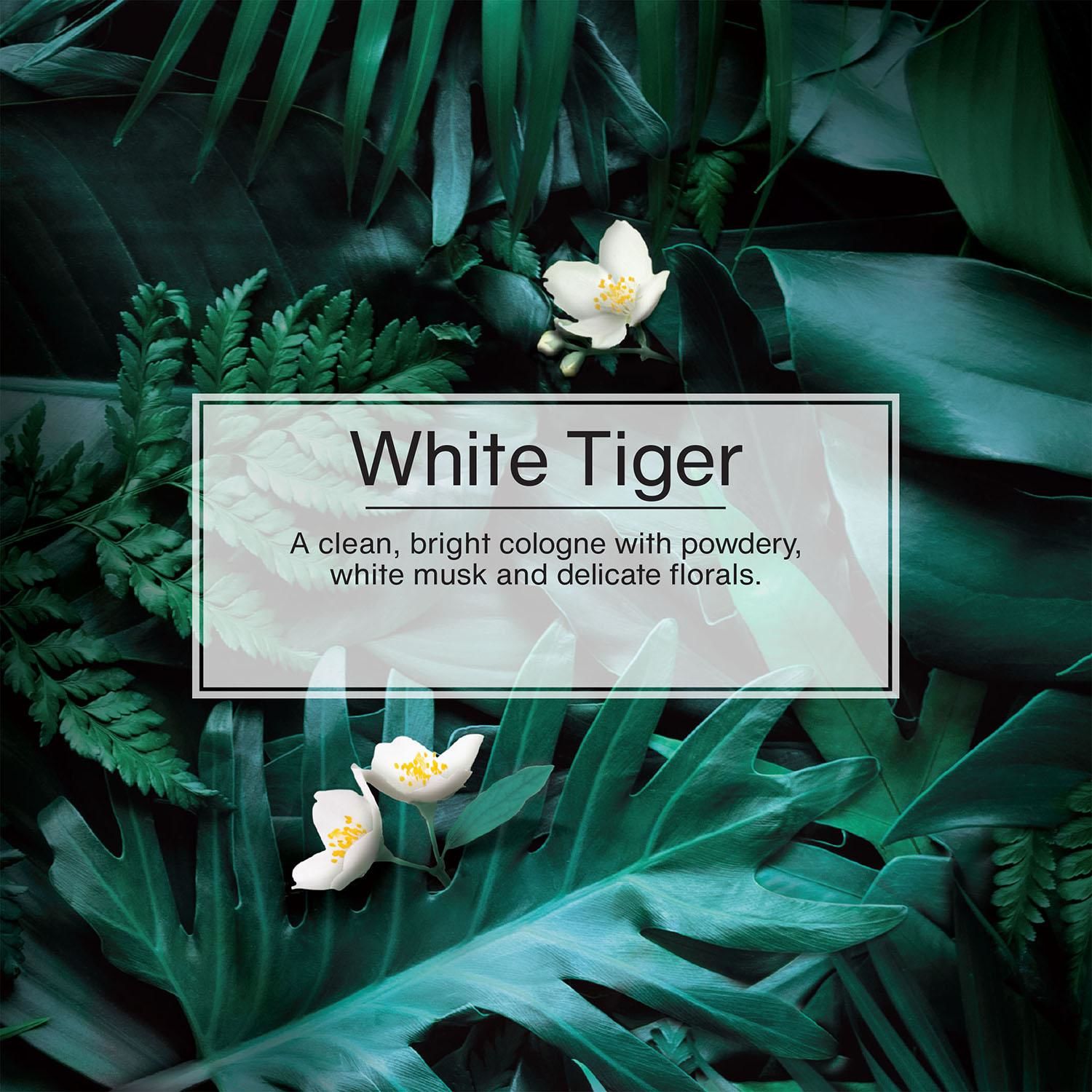 Little Trees White Tiger Scent Hanging Air Freshener 3 Pack