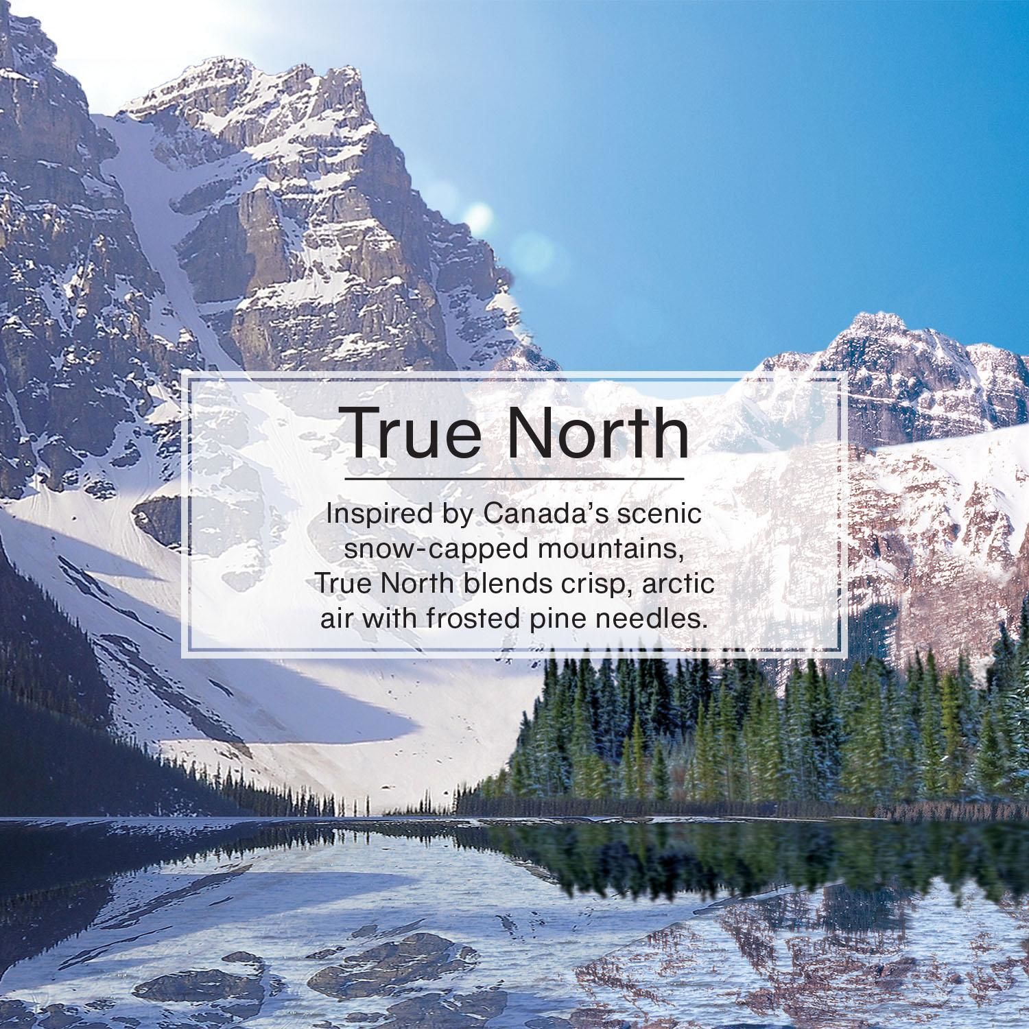 Little Trees True North Scent Hanging Air Freshener 6 Pack